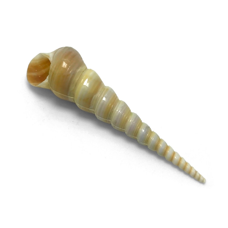 Split Auger Screw Sea Shell Turritella Terebra Tower Shell Natural ...