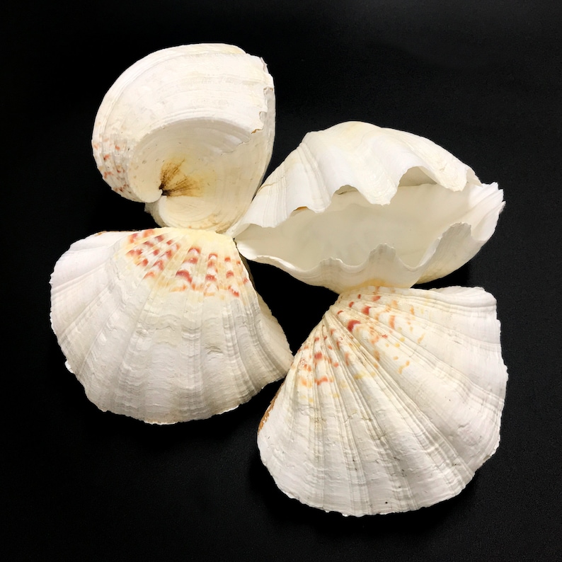 Large Horse Hoof Clam Shell MATCHING PAIR Hippopus Hippopus Unique Rare ...