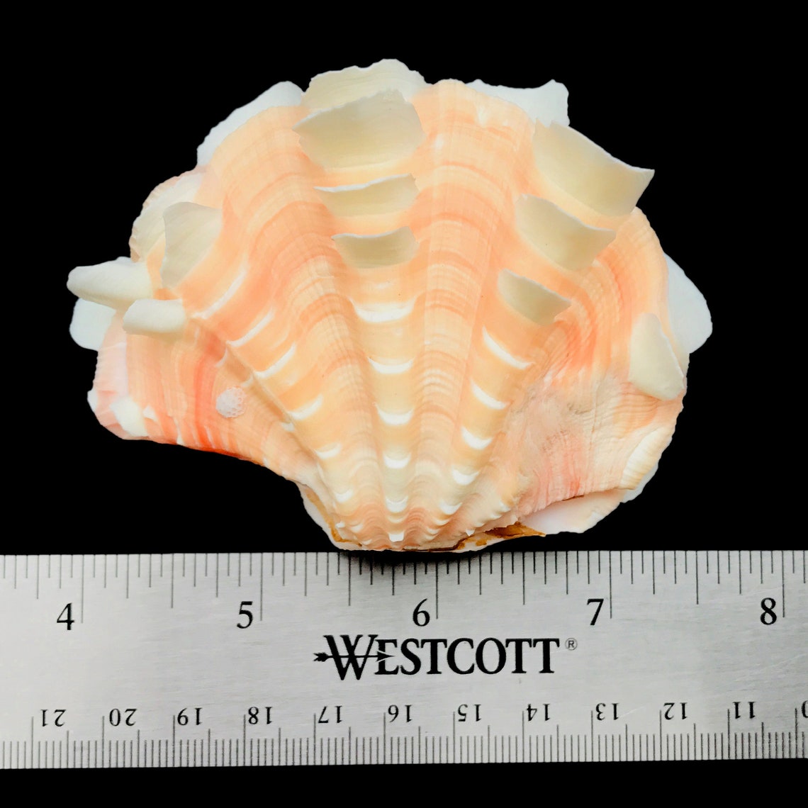 Tridacna Clam Shell Small Fancy Unique Sea Shell Decorative - Etsy