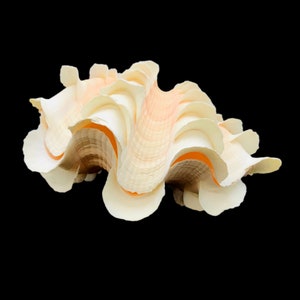 Tridacna Clam Shell Large Fancy Unique Sea Shell Decorative Display ...