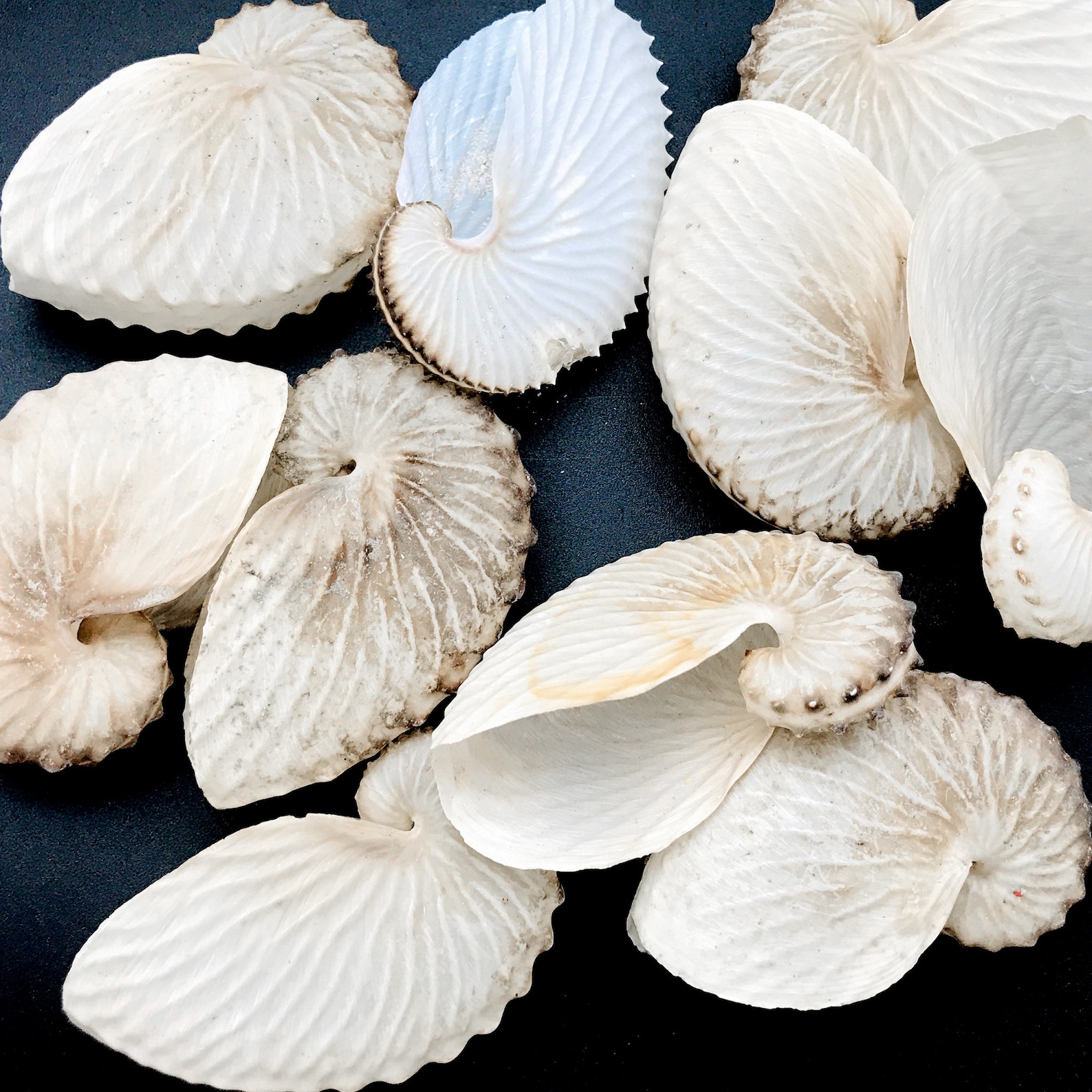 Argonaut Shell Paper Nautilus Natural Cleaned Sea Shell Rare - Etsy