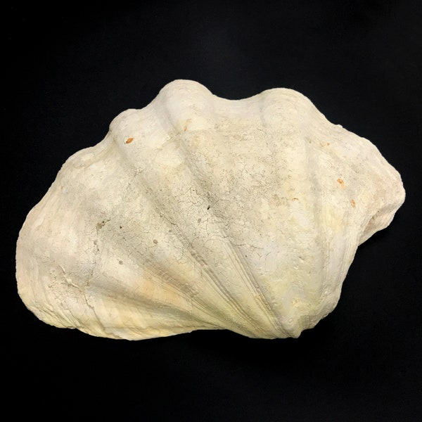 Clam Shell Planter - Etsy