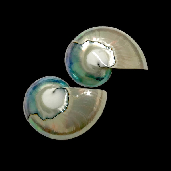 Rare Shells - Etsy
