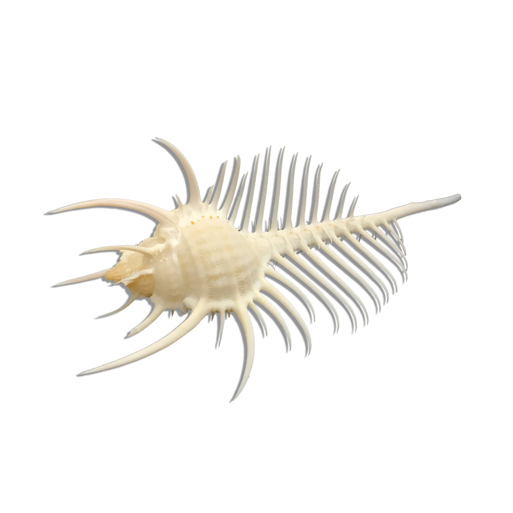 Venus Comb Sea Shell Murex Pecten Natural Display Specimen Marine ...