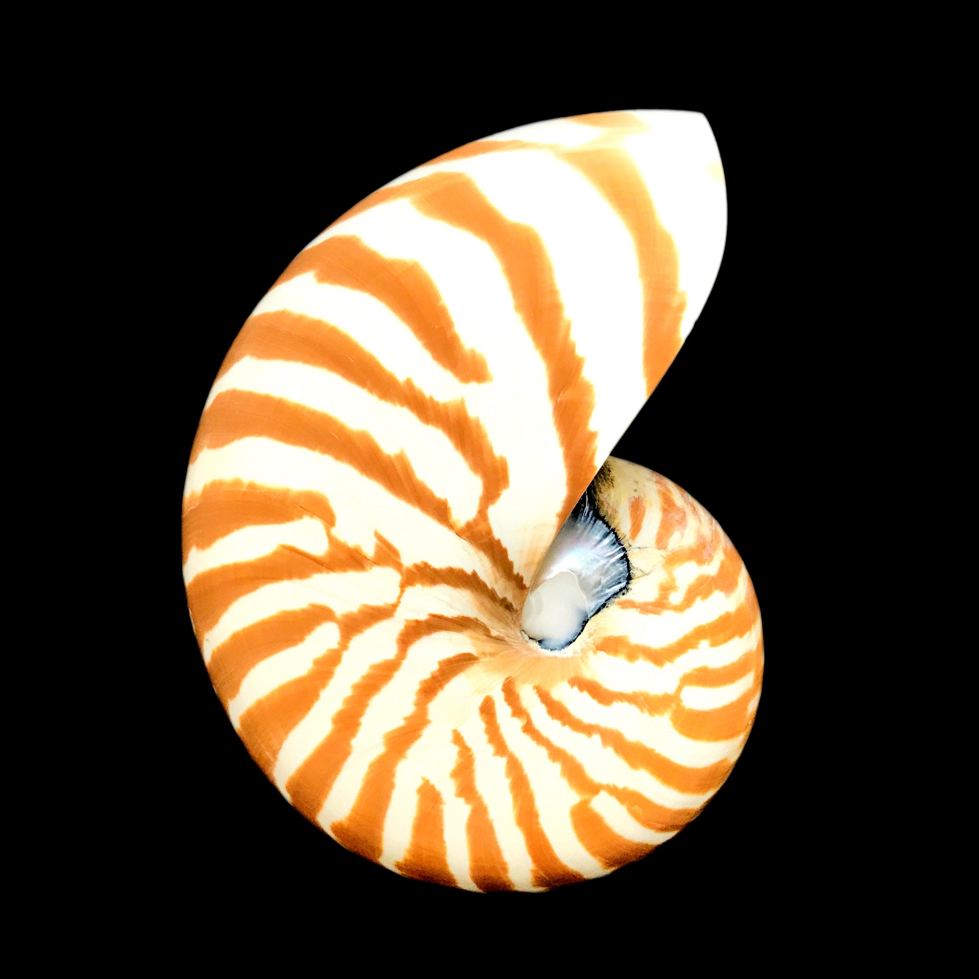 Large Chambered Nautilus Sea Shell Rare Natural Display Specimen ...