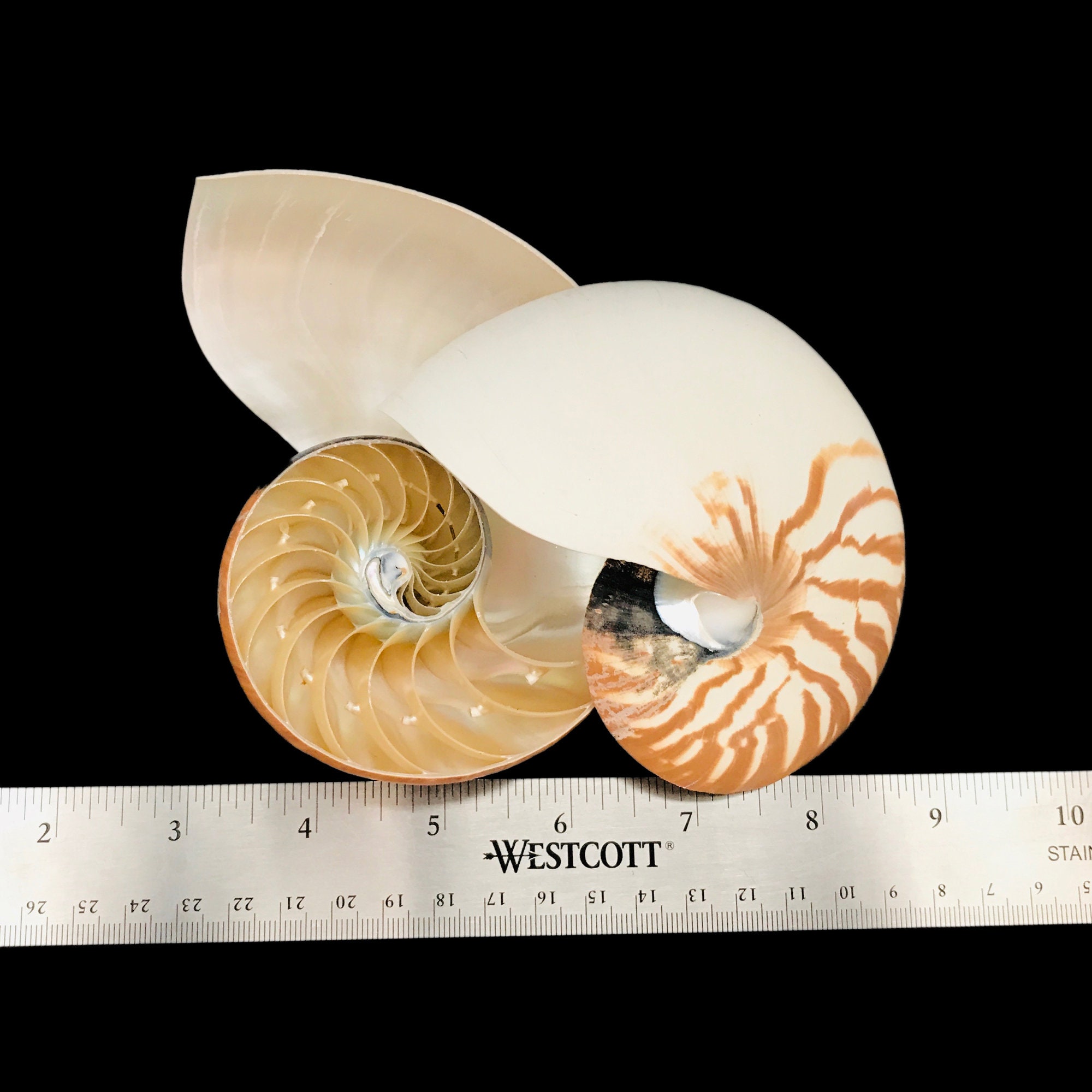 Split Chambered Nautilus Sea Shell Rare Natural Display Specimen ...