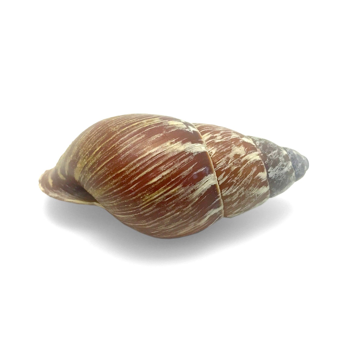 Chrysallis Chrysalidiformis Snail Shell Natural Display Specimen ...