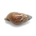 Chrysallis Chrysalidiformis Snail Shell Natural Display Specimen ...