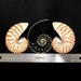 Centre Cut Chambered Nautilus Sea Shell Very Rare Natural Display ...