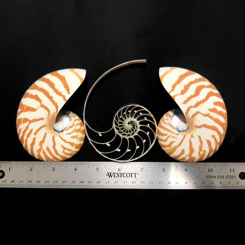 Centre Cut Chambered Nautilus Sea Shell Very Rare Natural Display ...