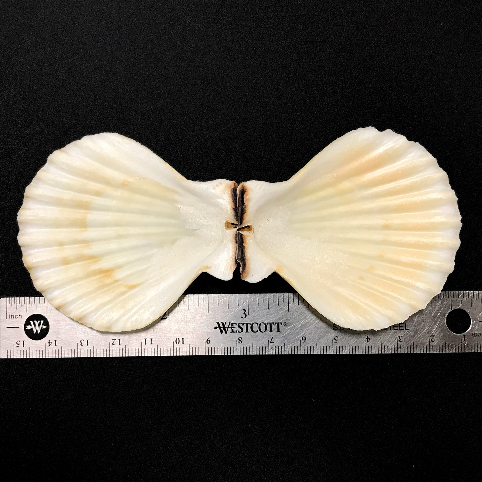 Flat Ribbed Scallop Sea Shell PAIR Decatopecten Radula Natural - Etsy