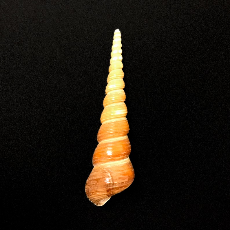 Auger Screw Sea Shell Turritella Terebra Tower Screw Shell Natural ...