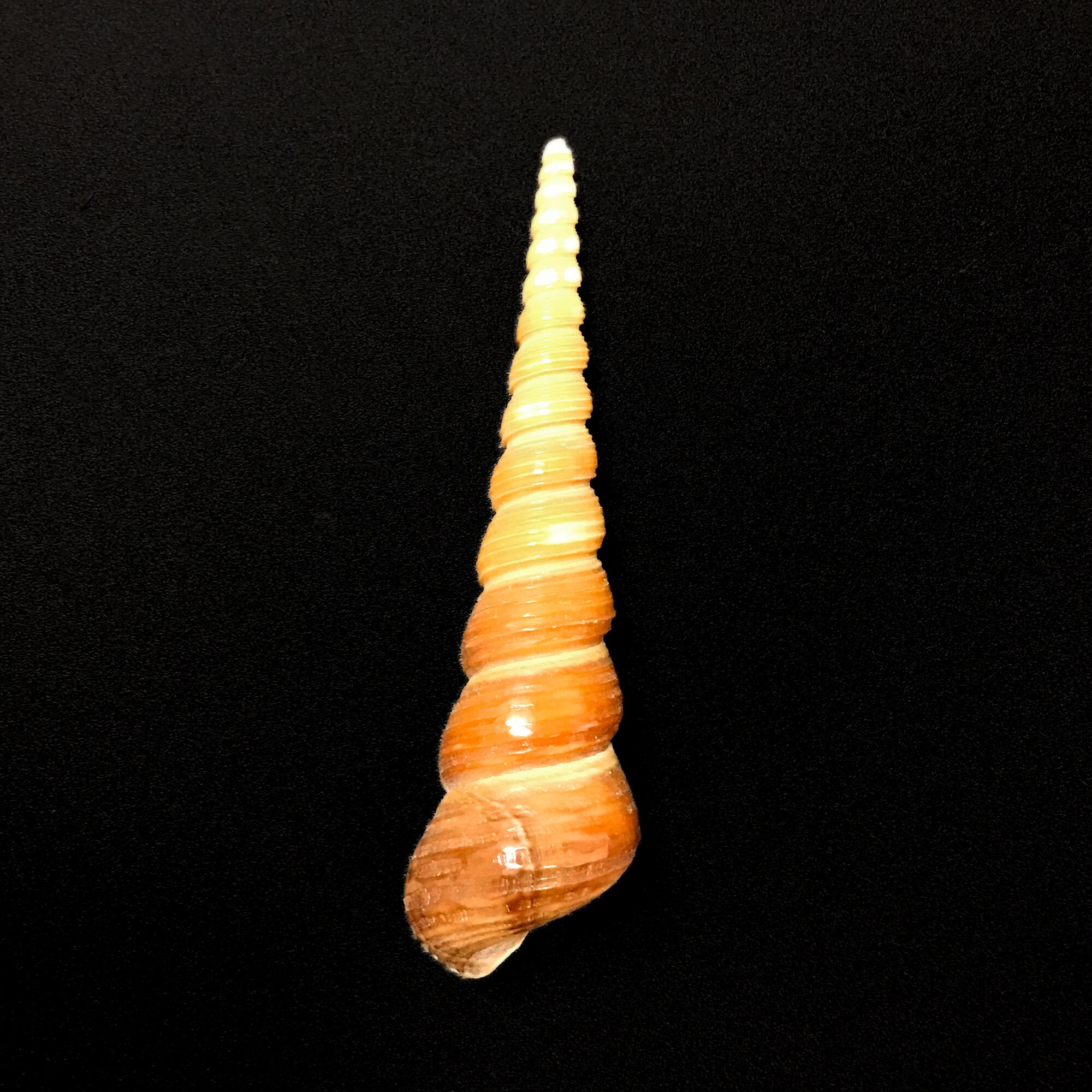 Auger Screw Sea Shell Turritella Terebra Tower Screw Shell Natural ...