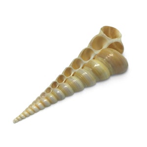 Split Auger Screw Sea Shell Turritella Terebra Tower Shell Natural ...