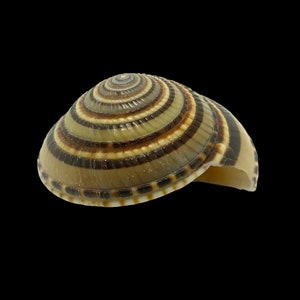 Sundial Perspective Sea Shell Architectonica Perspectiva Natural ...