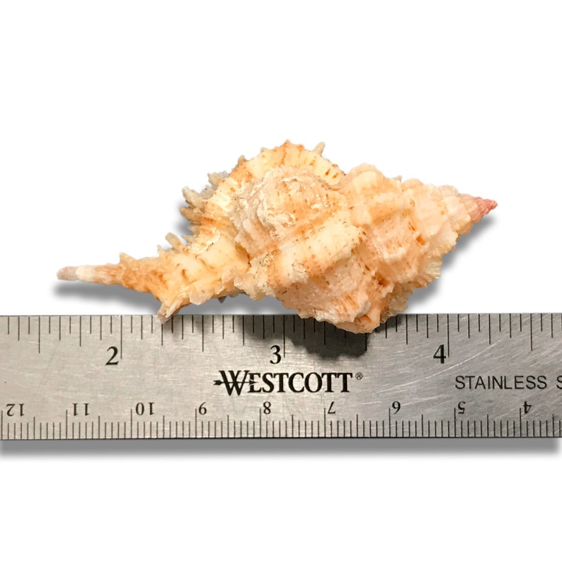 Superb Murex Sea Shell Chicomurex Superbus Natural Display Specimen ...