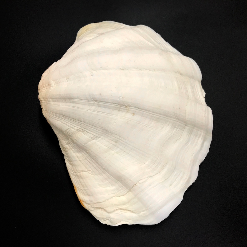 Extra Large Giant Clam Shell Half Very Rare Unique Real Sea - Etsy