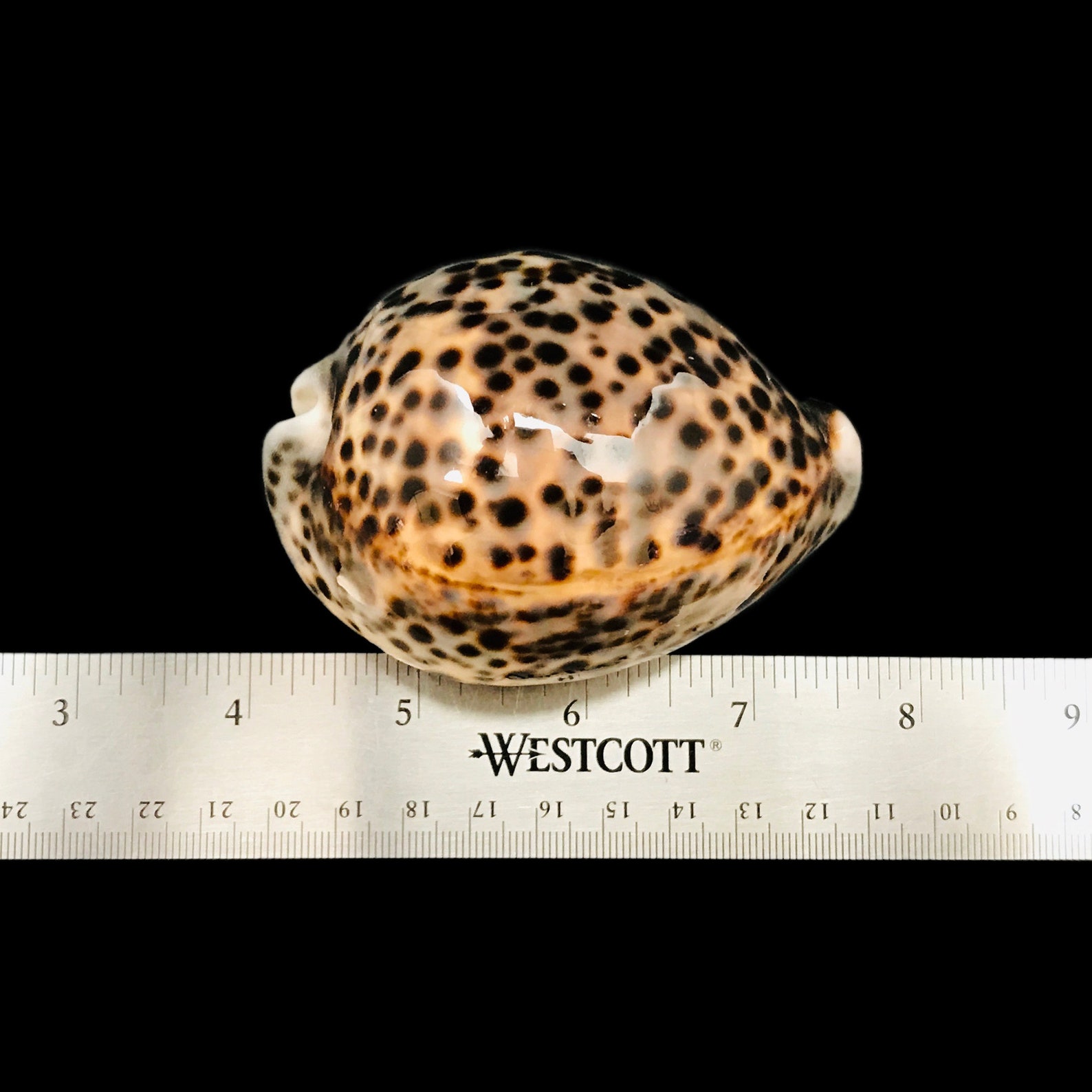 Polished Tiger Cowrie Sea Shell Premium Quality Rare Natural | Etsy