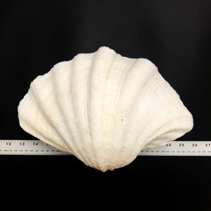 Extra Large Giant Clam Shell MATCHING PAIR Very Very Rare Unique Real ...