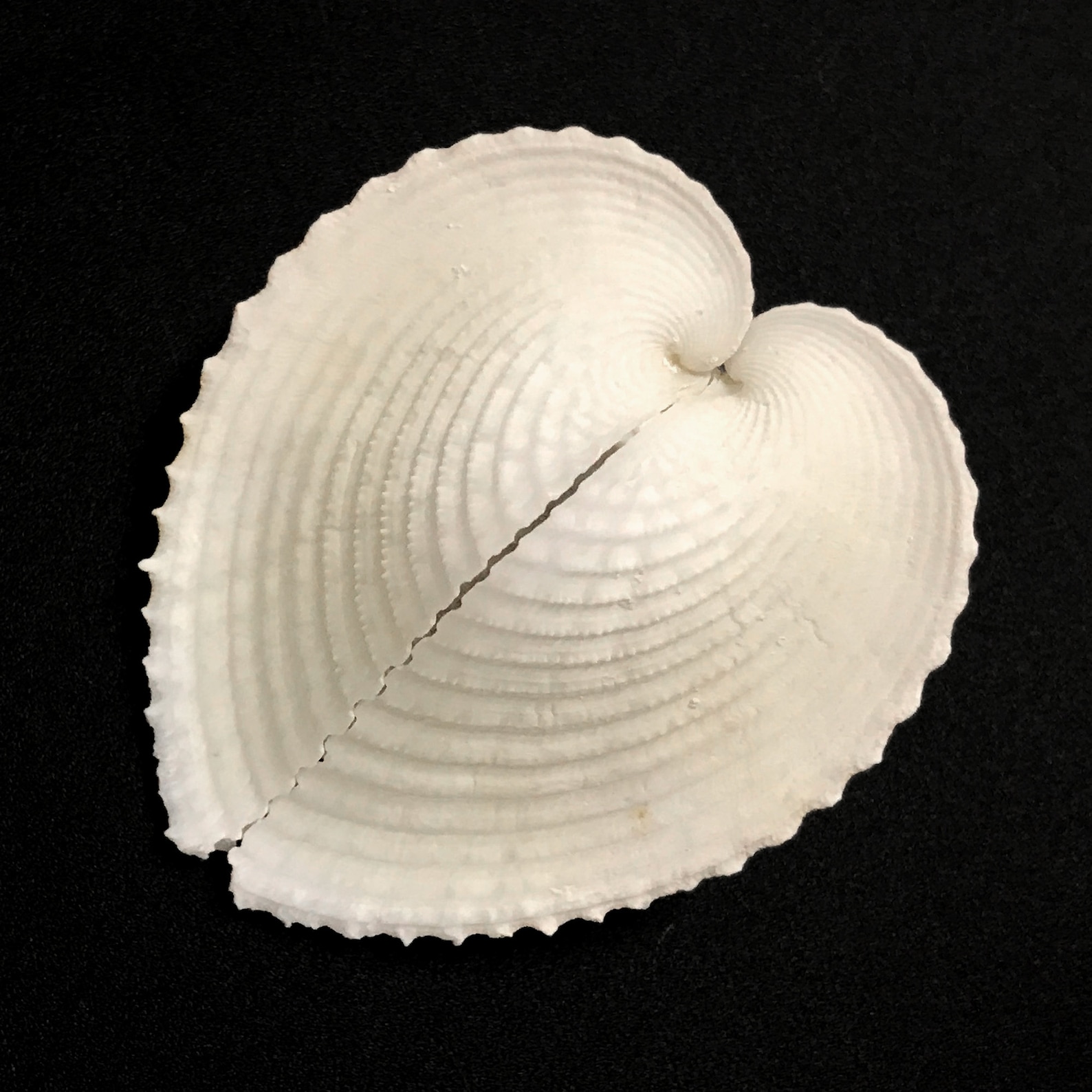 White Heart Cockle Sea Shell Cardium Cardissa Unique Natural - Etsy