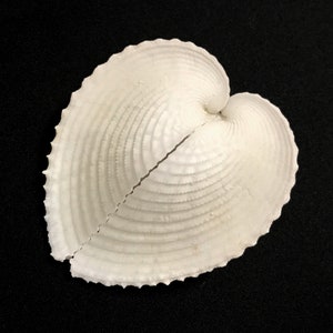 White Heart Cockle Sea Shell Cardium Cardissa Unique Natural Display ...