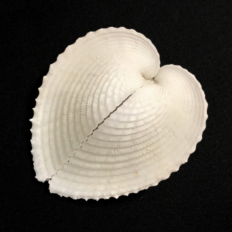 White Heart Cockle Sea Shell Cardium Cardissa Unique Natural - Etsy