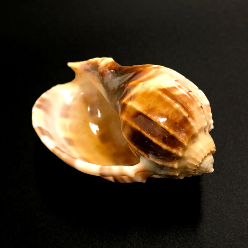 Large Harp Snail Sea Shell Harpa Major Natural Display Specimen Marine ...