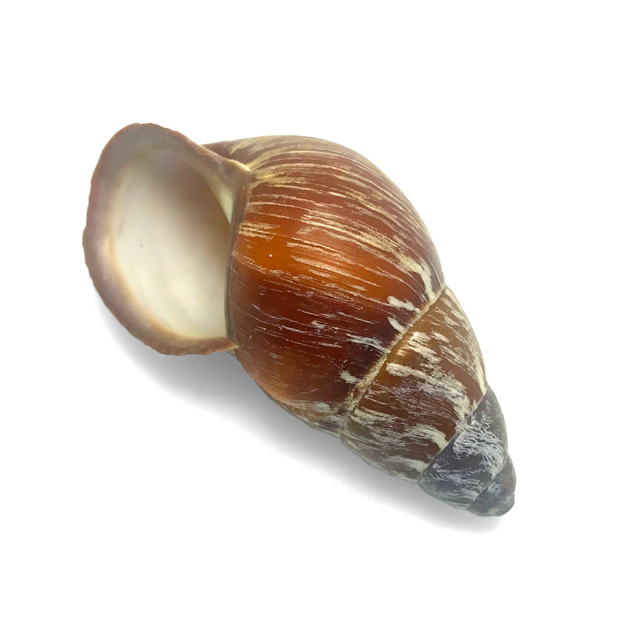 Chrysallis Chrysalidiformis Snail Shell Natural Display Specimen ...