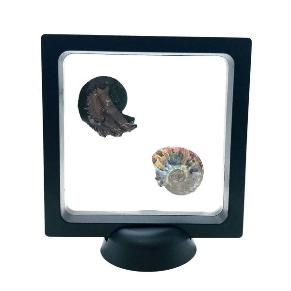 Fossil Display Case - Etsy