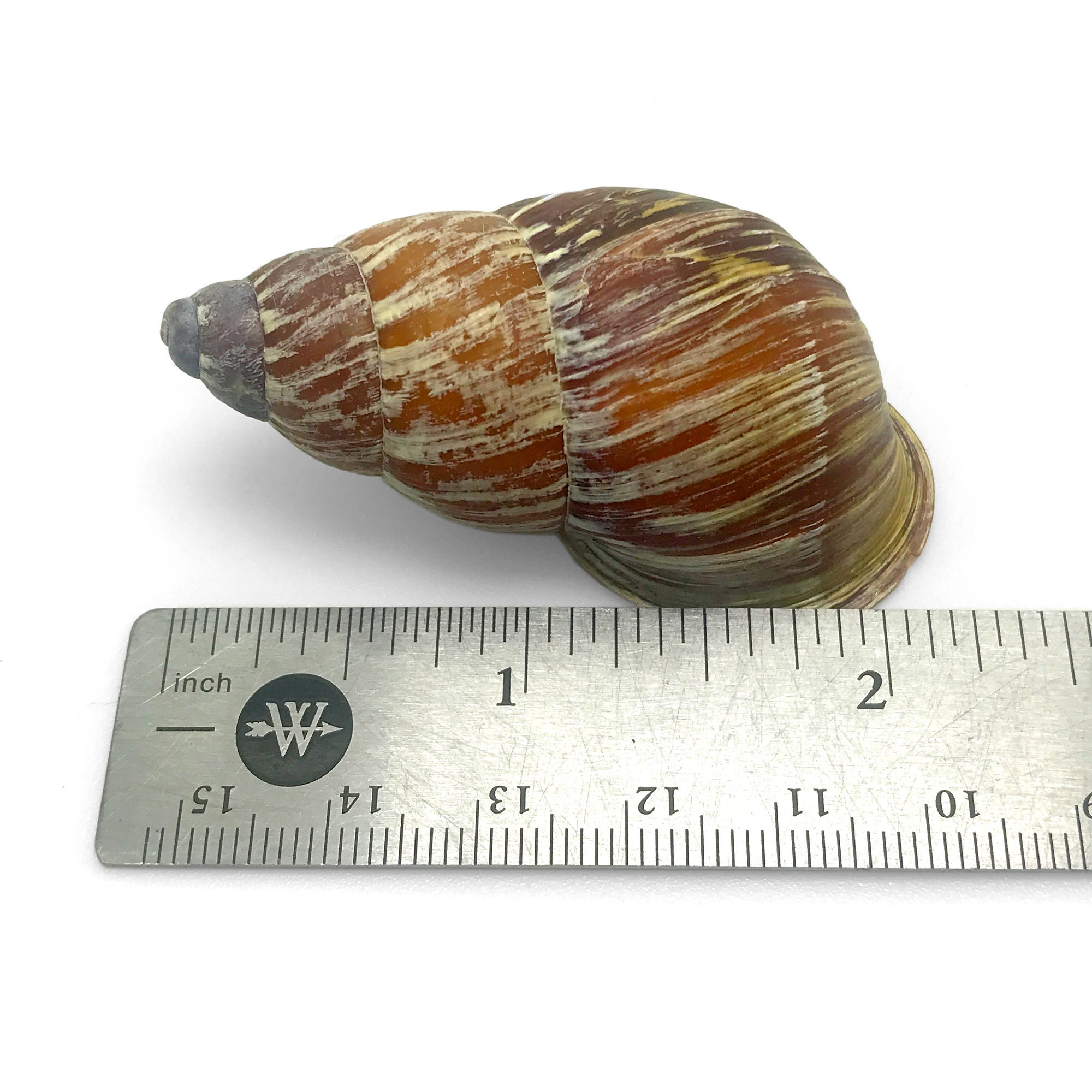 Chrysallis Chrysalidiformis Snail Shell Natural Display Specimen ...