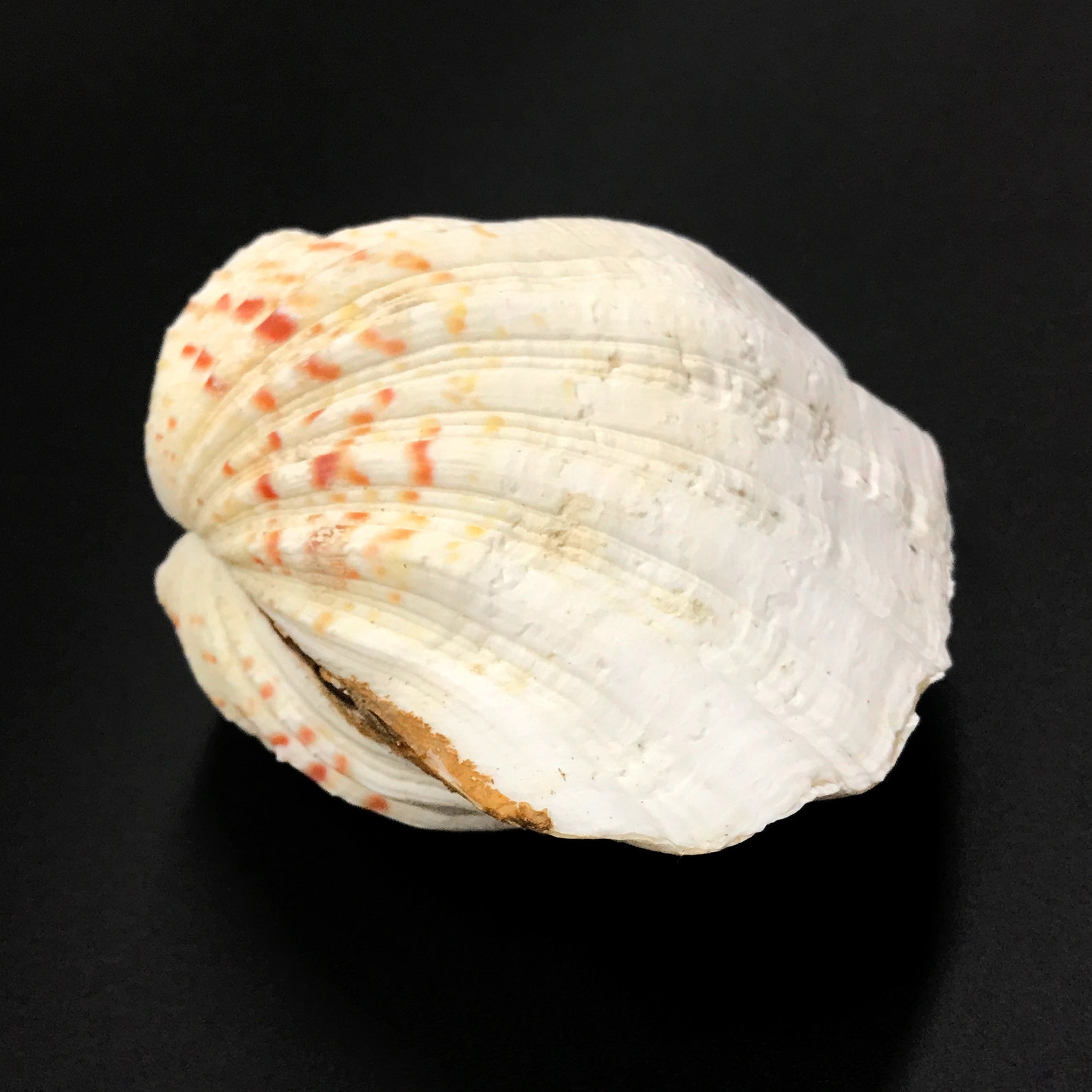 Large Horse Hoof Clam Shell MATCHING PAIR Hippopus Hippopus Unique Rare ...