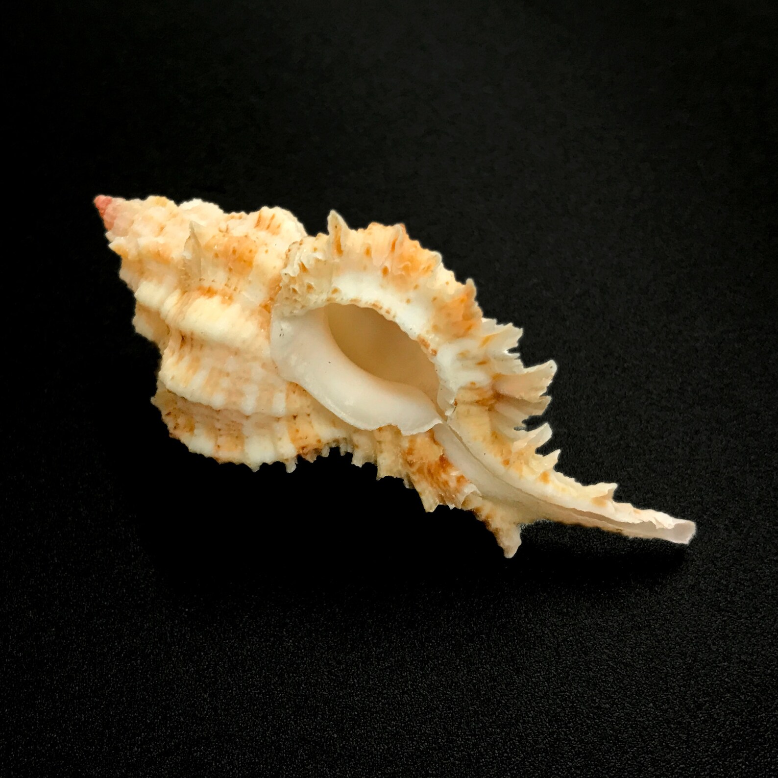 The Superb Murex Sea Shell Chicomurex Superbus Natural Display Specimen ...