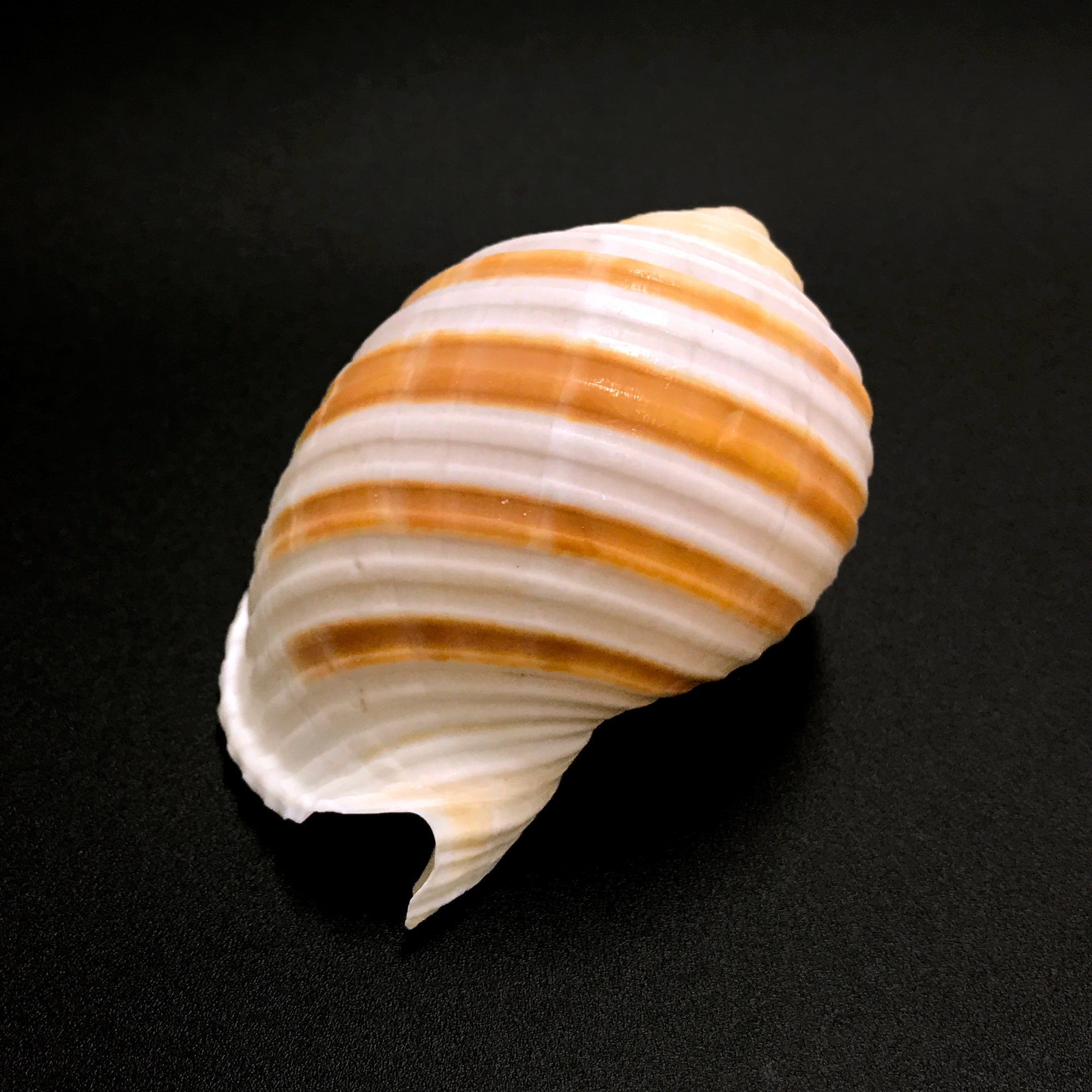 Banded Tun Sea Shell Tonna Sulcosa Natural Display Specimen Marine ...