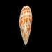 Orange & White Sea Shell Episcopal Miter Mitra Mitra Display Specimen ...
