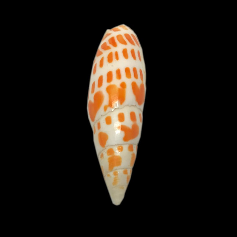Orange & White Sea Shell Episcopal Miter Mitra Mitra Display Specimen ...