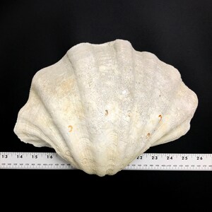 Extra Large Giant Clam Shell Half Very Rare Unique Real Sea Shell ...
