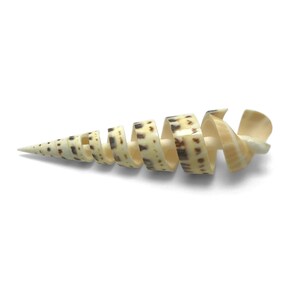 Spiral Cut Marlin Spike Auger Sea Shell Terebra Maculata Display ...