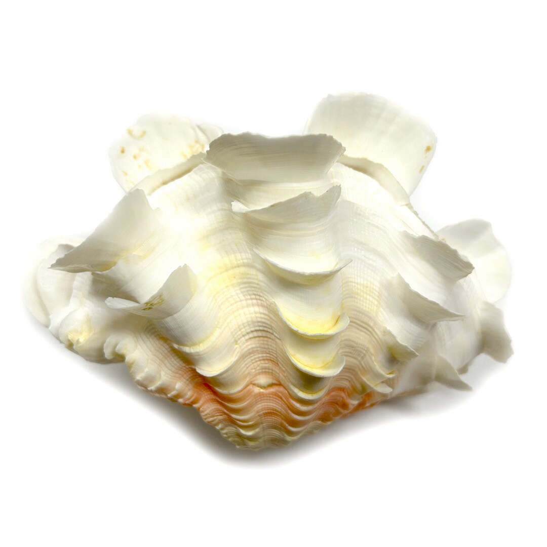 Fancy Tridacna Clam Shell Large Unique Sea Shell Decorative Display ...
