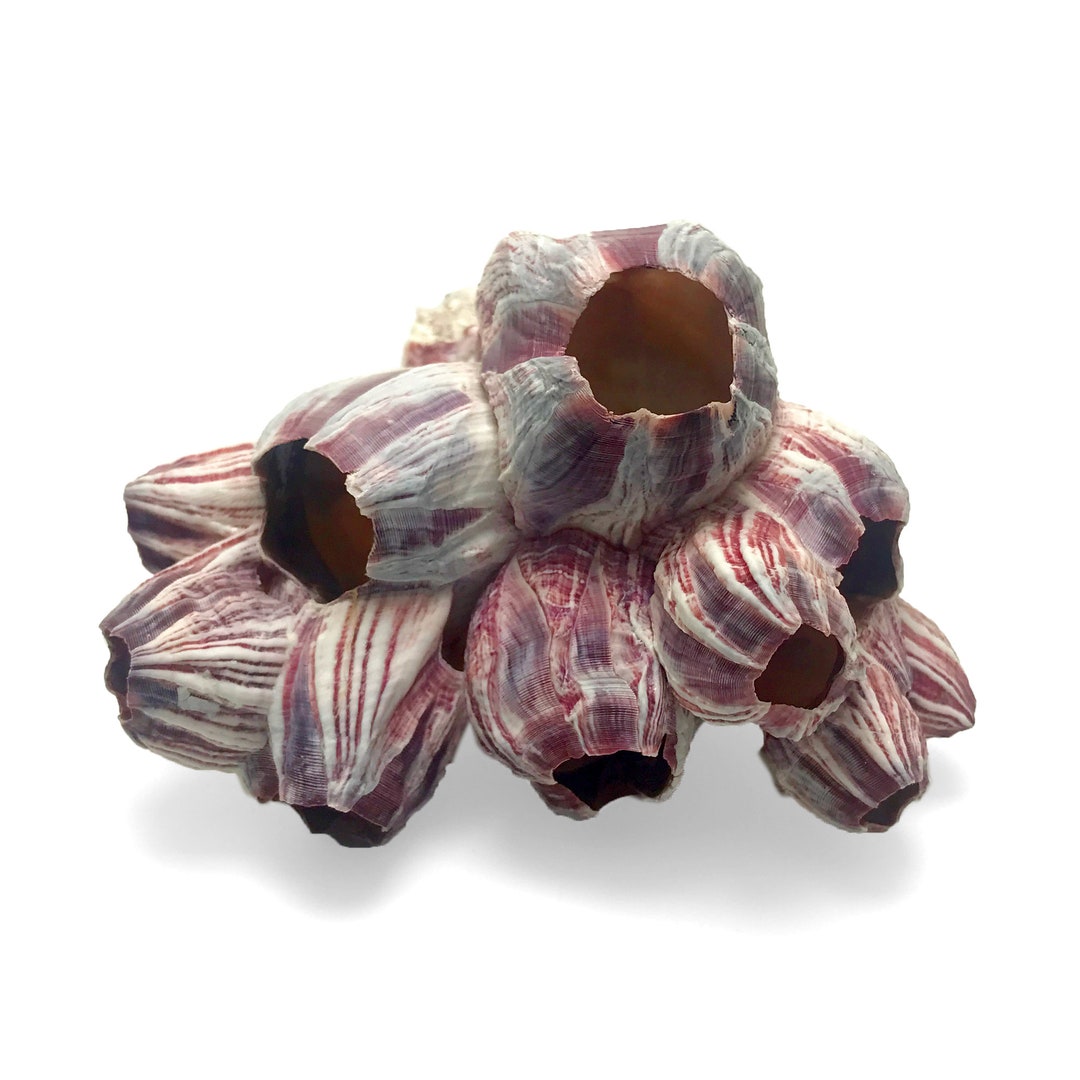 Purple Acorn Barnacle Cluster Sea Shell Natural Display Specimen Marine ...