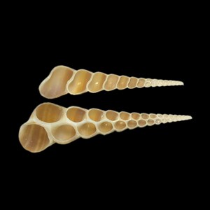 Split Tower Screw Sea Shell Turritella Terebra Tower Shell Natural ...