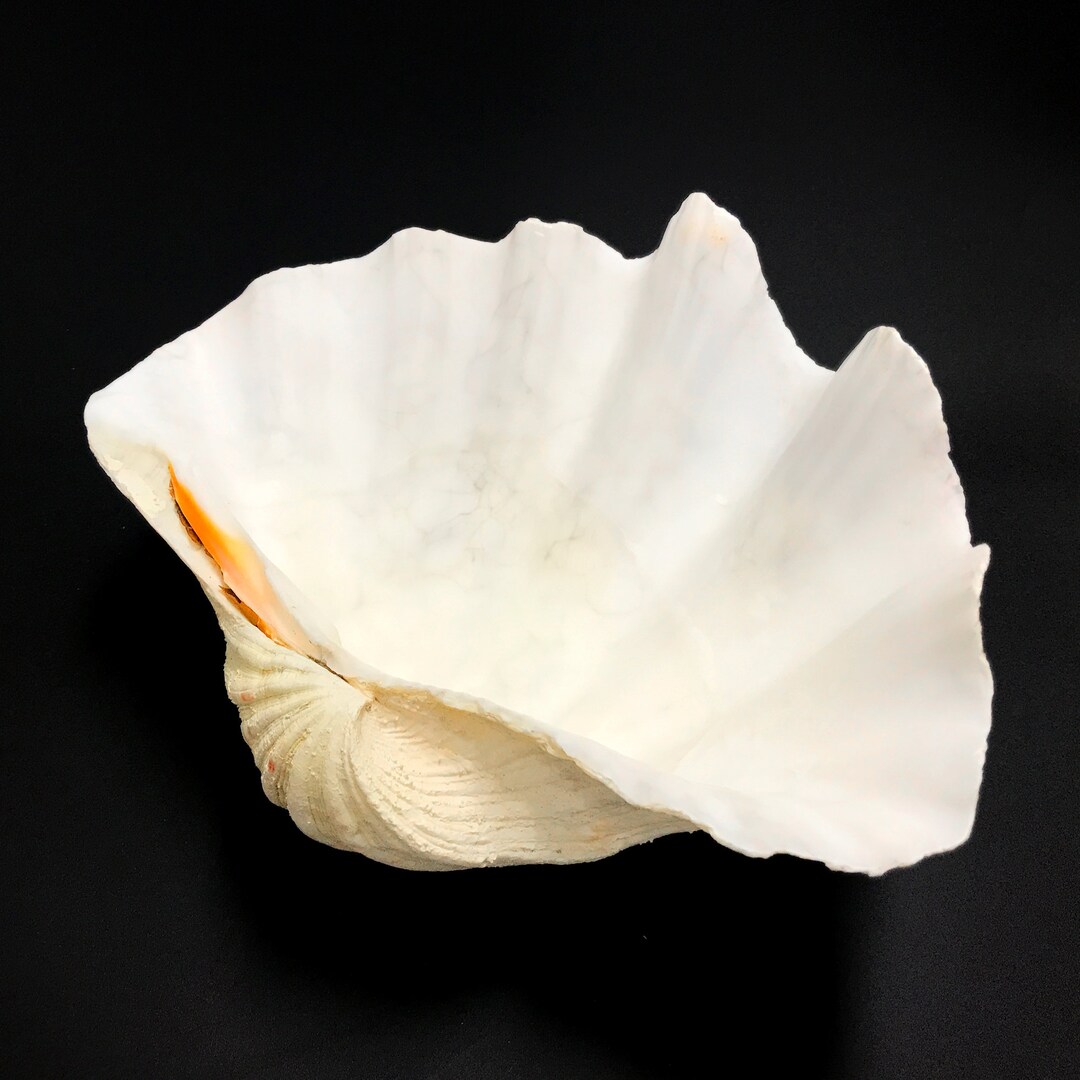 Extra Large Giant Clam Shell Half Very Rare Unique Real Sea Shell ...