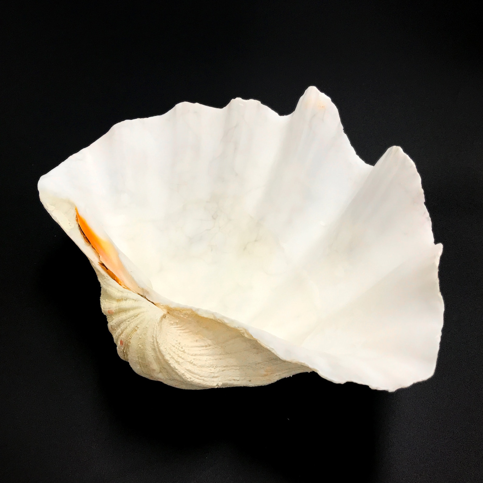 Extra Large Giant Clam Shell Half Very Rare Unique Real Sea - Etsy