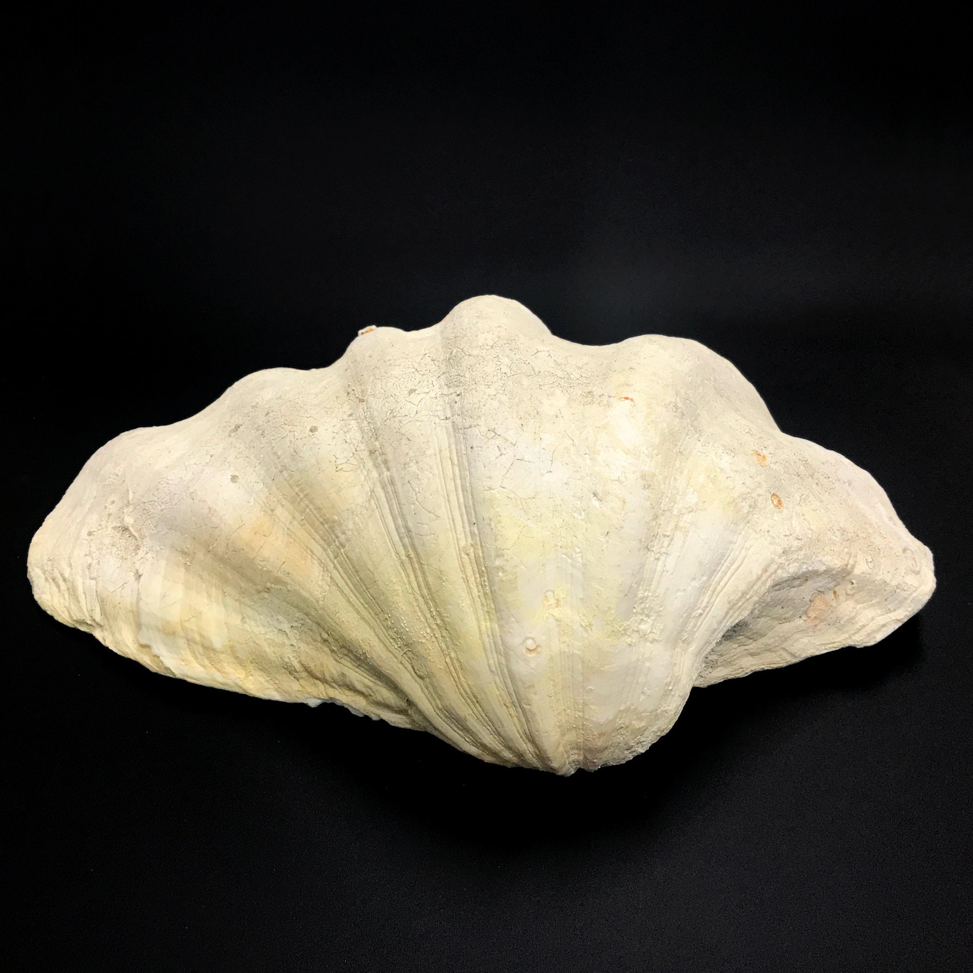 Extra Large Giant Clam Shell Half Very Rare Unique Real Sea - Etsy