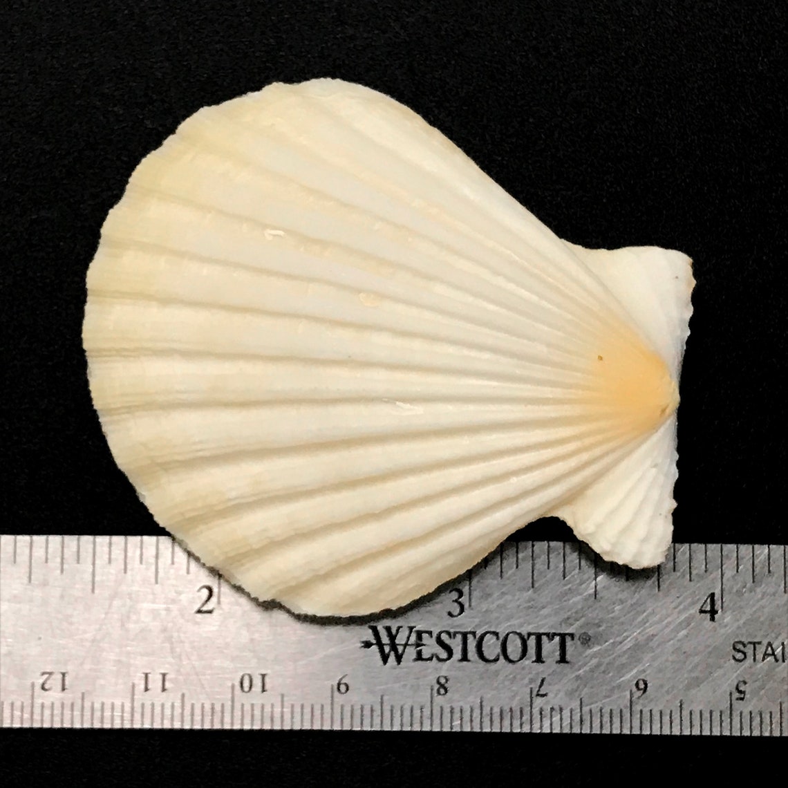 Flat Ribbed Scallop Sea Shell PAIR Decatopecten Radula Natural - Etsy