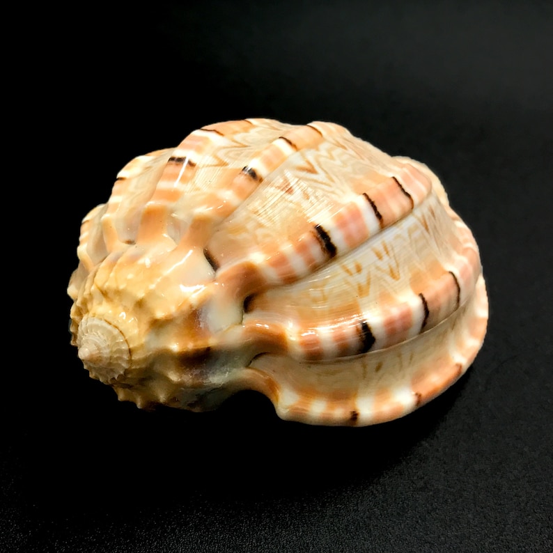 Large Harp Snail Sea Shell Harpa Major Natural Display Specimen Marine ...