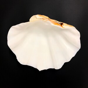 Extra Large Giant Clam Shell Half Very Rare Unique Real Sea Shell ...