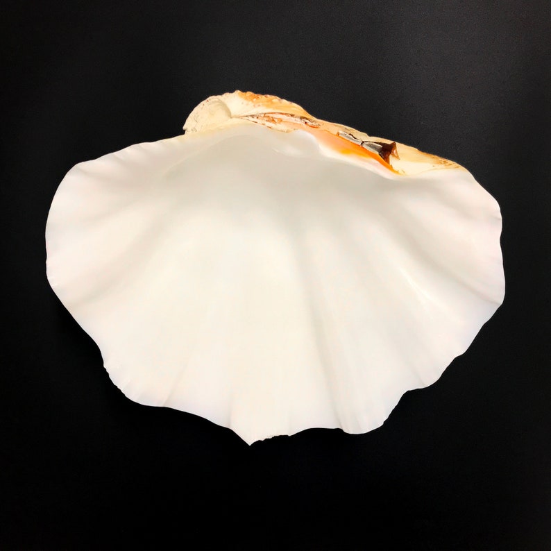 Extra Large Giant Clam Shell Half Very Rare Unique Real Sea - Etsy