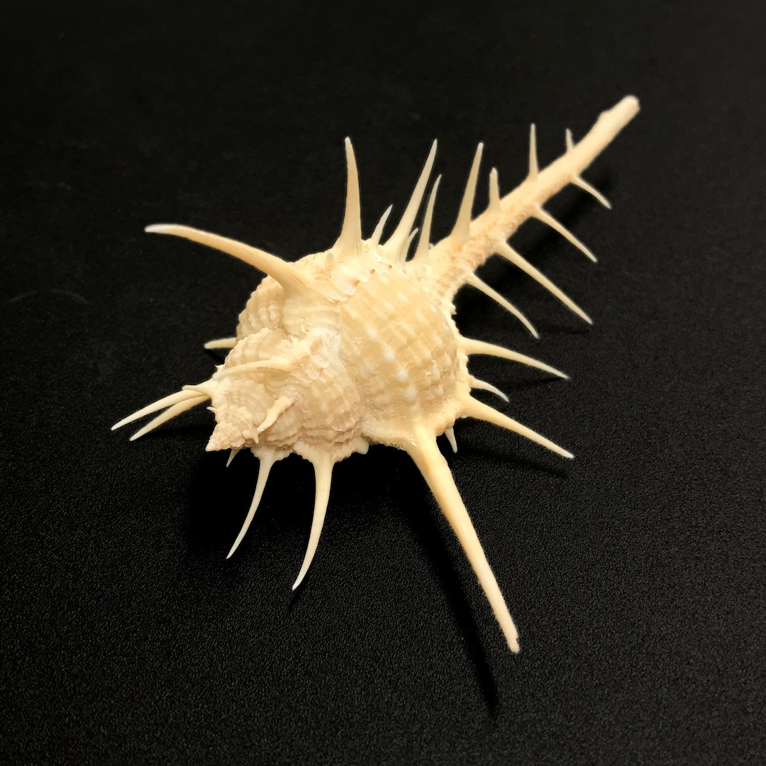 Triple Spined Murex Sea Shell Murex Ternispina Natural Display Specimen ...