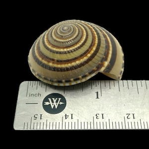 Sundial Perspective Sea Shell Architectonica Perspectiva Natural ...