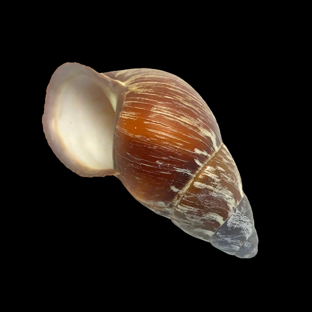 Chrysallis Snail Shell Natural Display Specimen Terrestrial Pulmonate ...